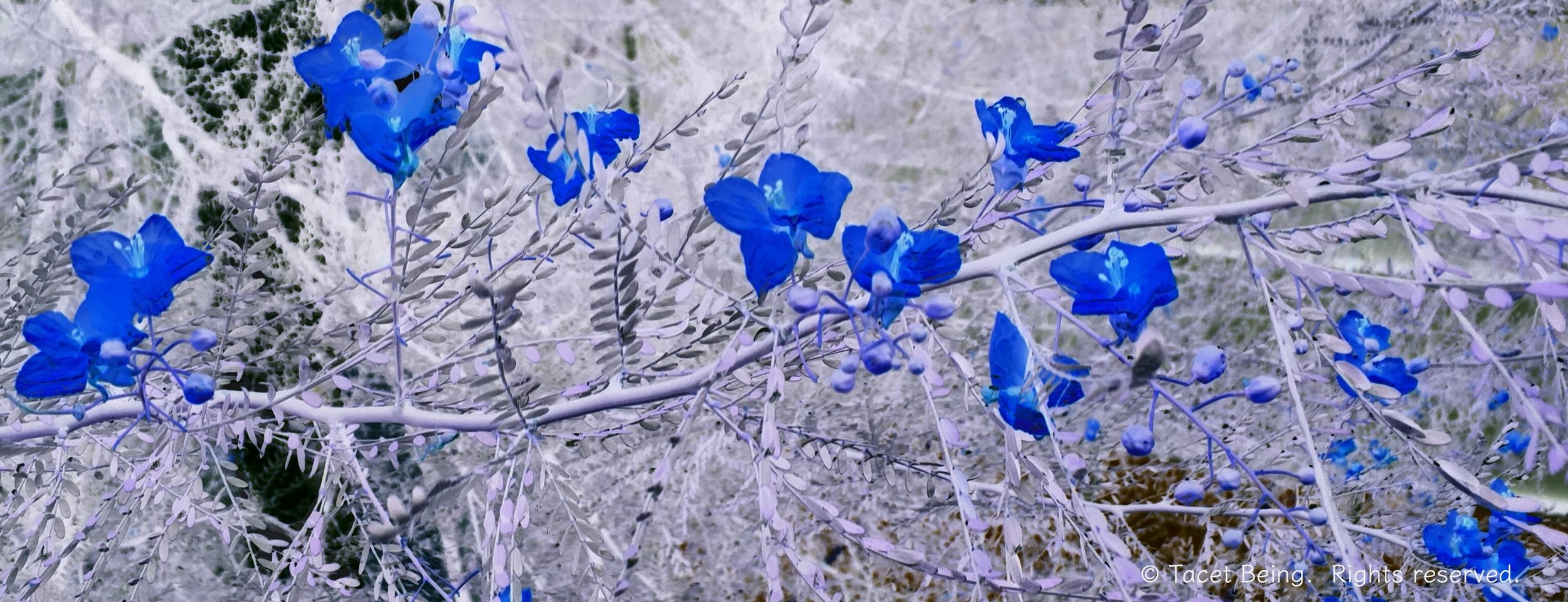 Tacet Being – rest ~ be ~ relax ~ reflect ~ reconnect