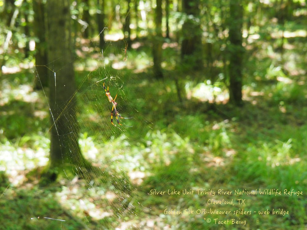 Arkikosa / Trinity River Bridges – Tacet Being