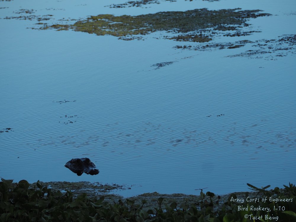 Arkikosa / Trinity River Bridges – Tacet Being
